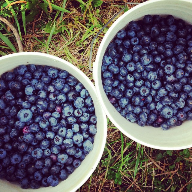 Bybee Farm blueberries | Megan's Island